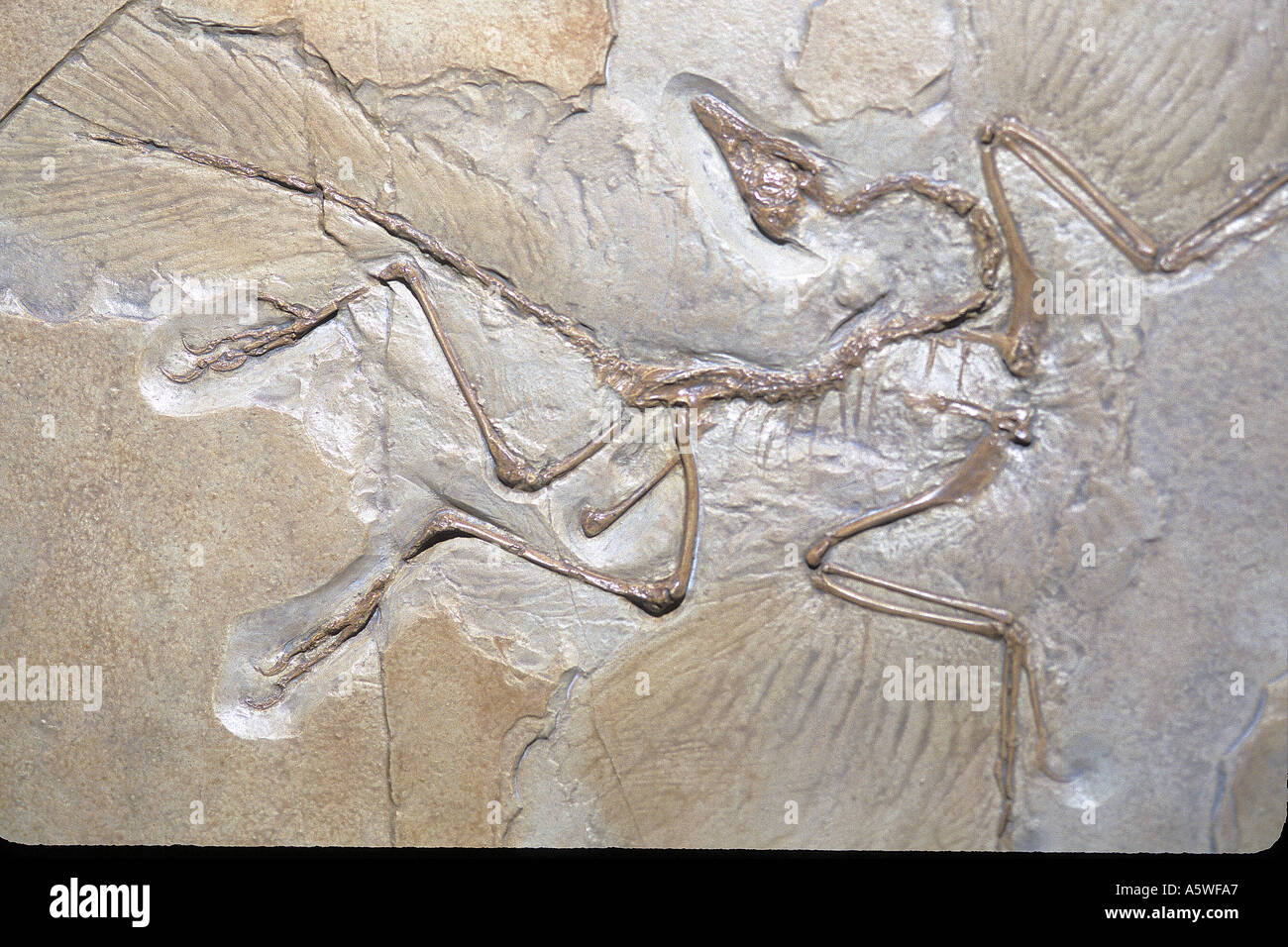 Archaeopteryx fossil archaeology human kind history natural monkey ...