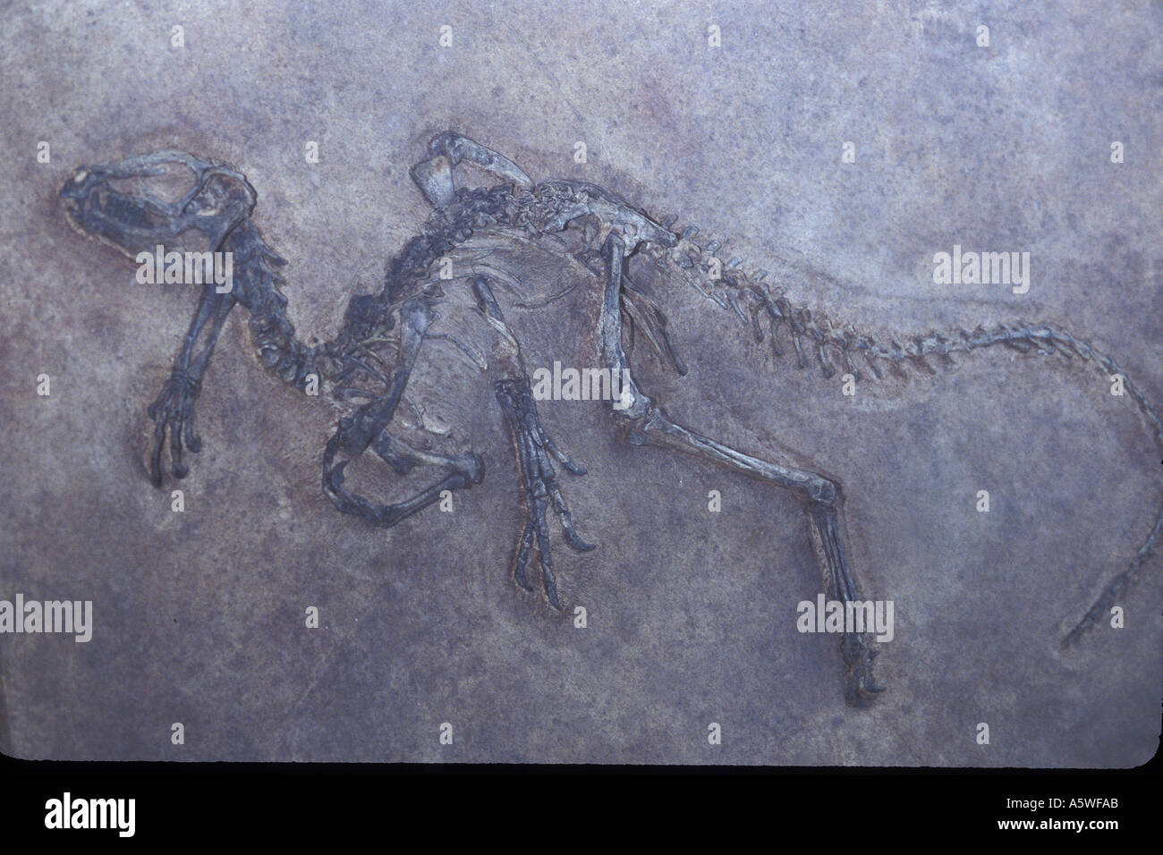 Fossil archaeology human kind history natural monkey evolution ...