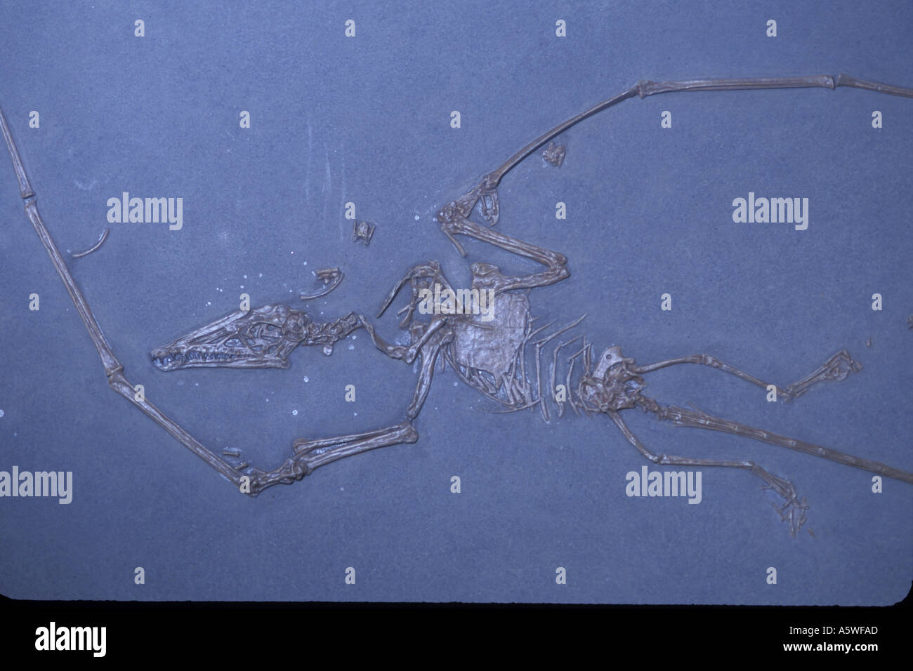 Fossil archaeology human kind history natural monkey evolution ...