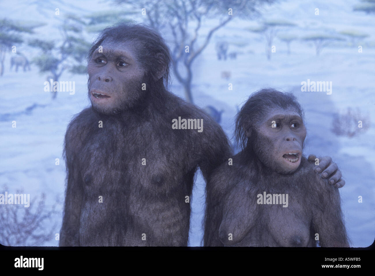 Australopithecus archaeology human kind history natural monkey ...