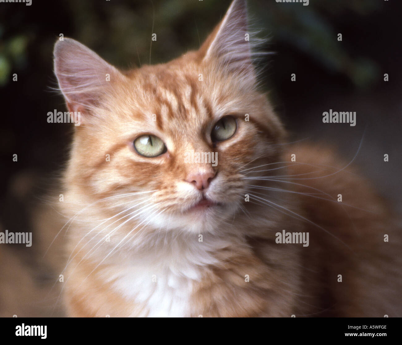 Ginger domestic short-haired cat Stock Photo - Alamy