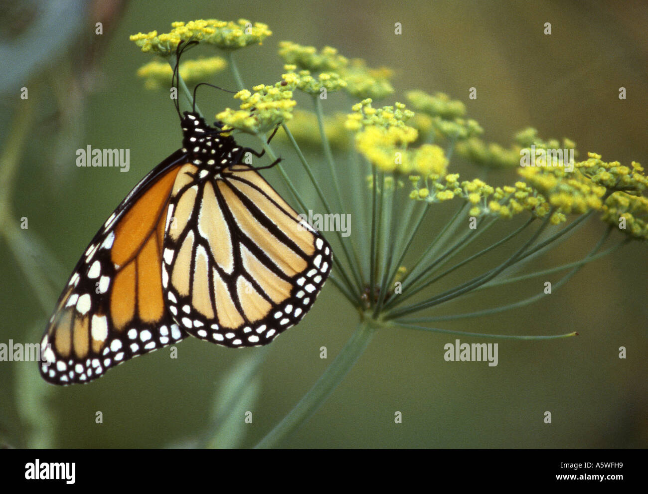 Monarch butterfly, danaus plexippus Stock Photo - Alamy