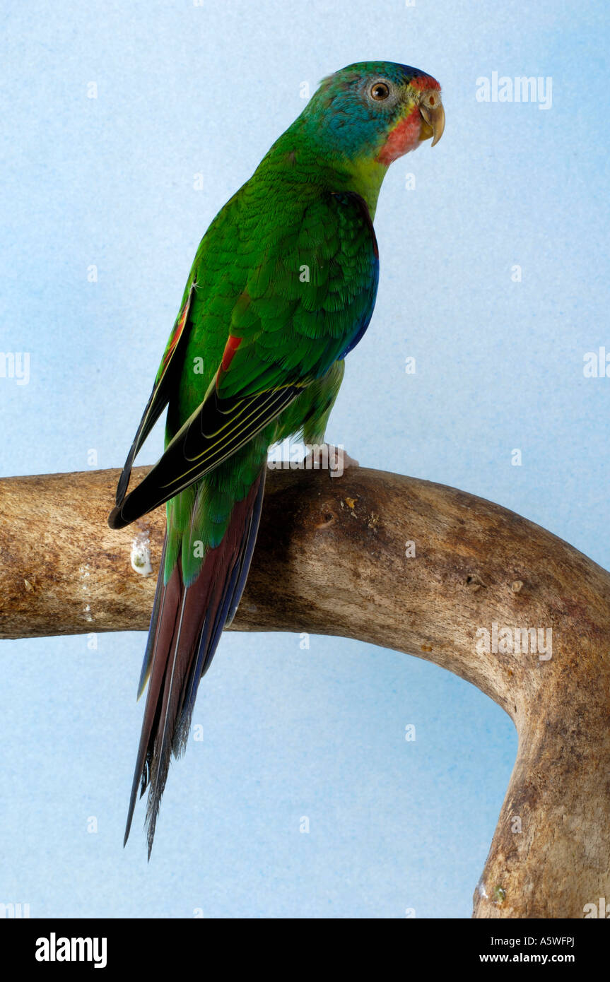 Swift Parrot Stock Photo - Alamy
