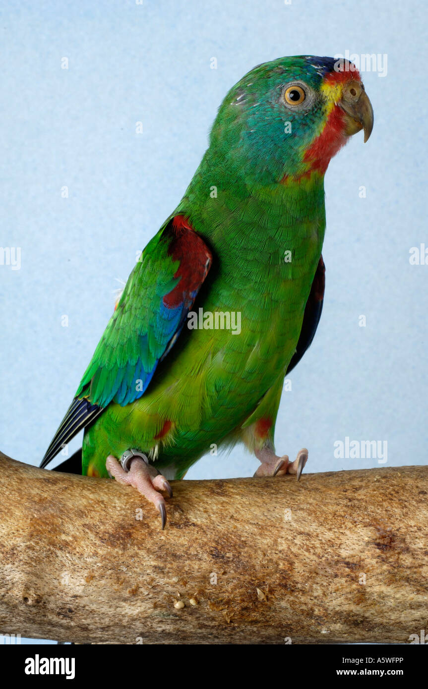 Swift Parrot Stock Photo - Alamy