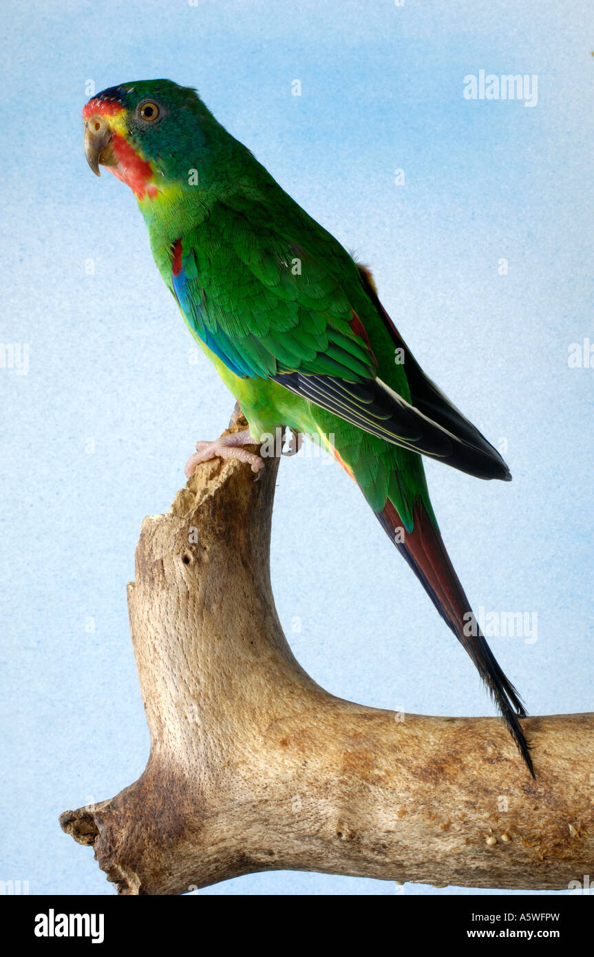 The swift parrot hi-res stock photography and images - Alamy
