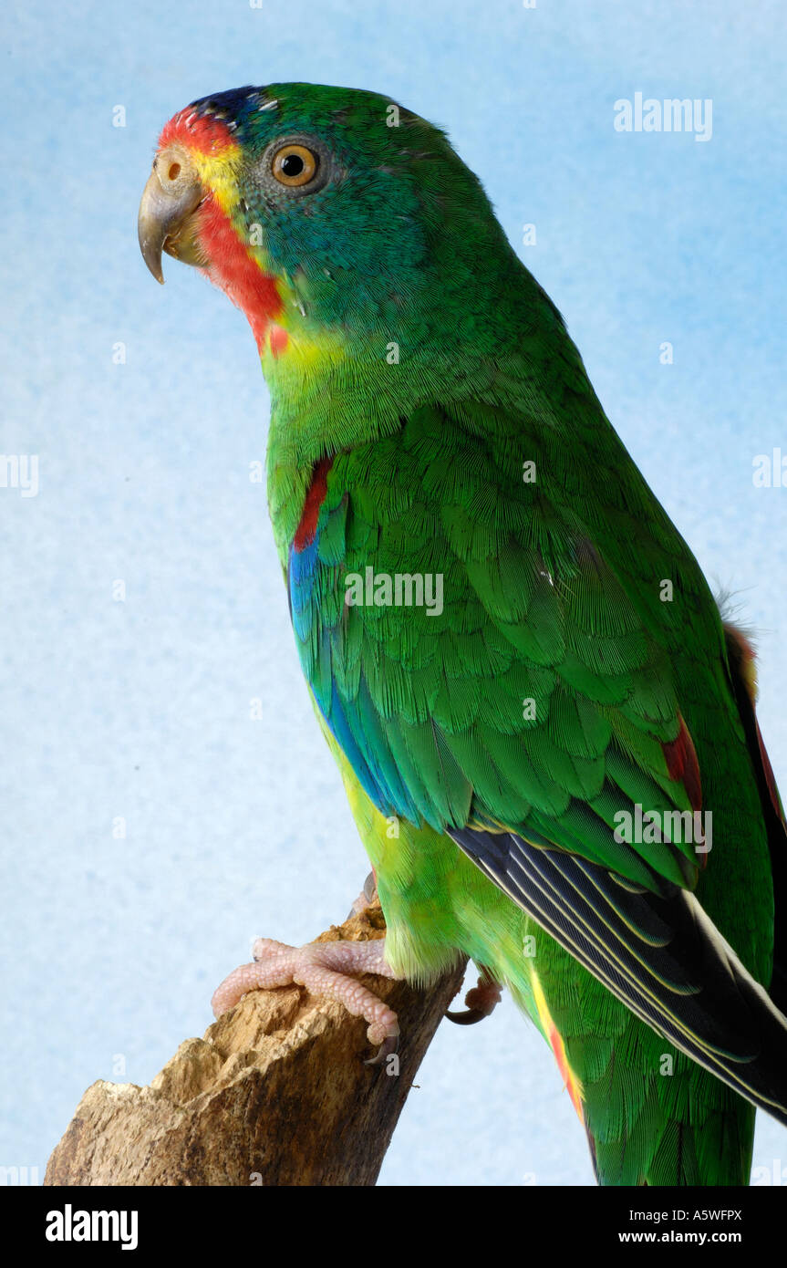 Swift Parrot Stock Photo - Alamy