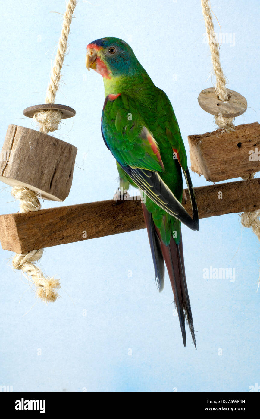 Swift parrots hi-res stock photography and images - Alamy