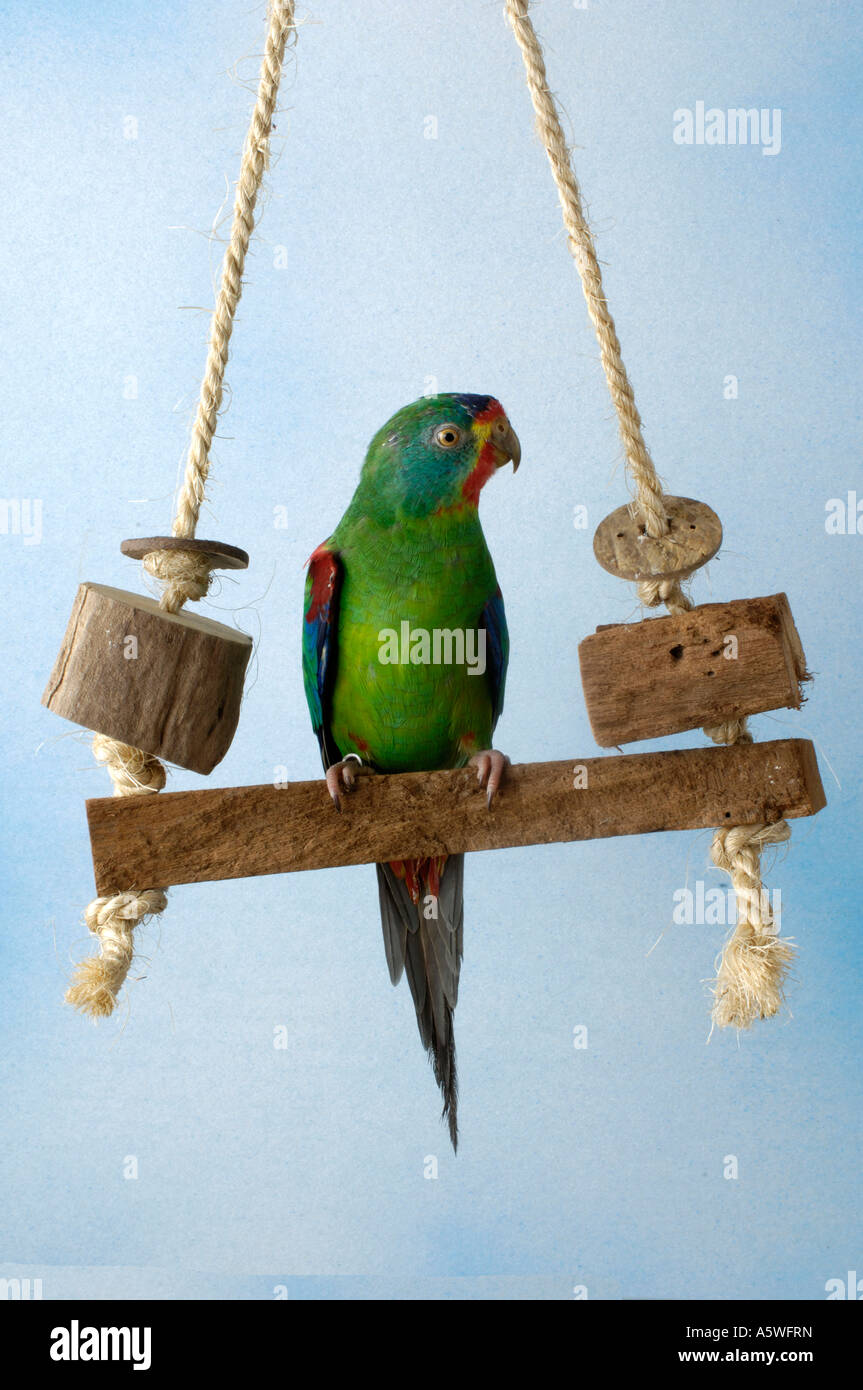 Swift Parrot Stock Photo - Alamy