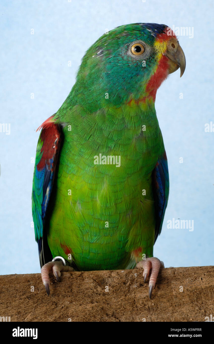 The swift parrot hi-res stock photography and images - Alamy
