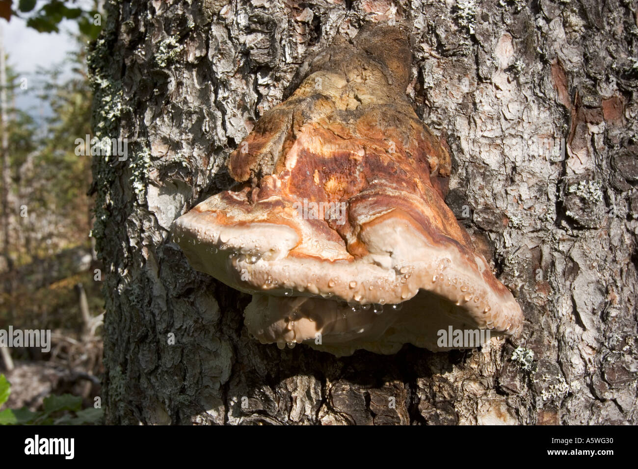 Red Banded Polypore Fomitopsis pinicola mushroom Bavarian Forest ...