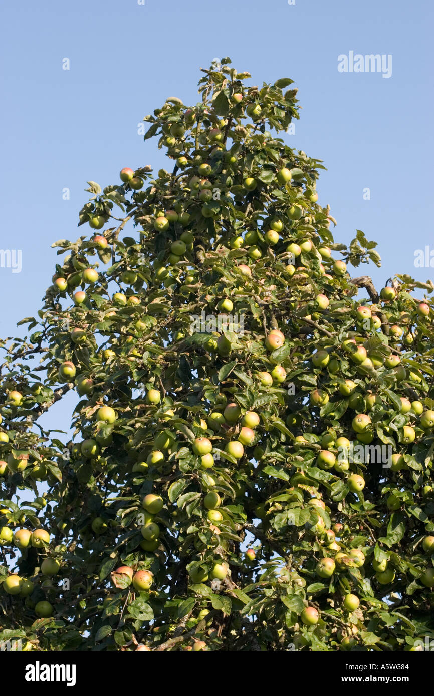 apple tree with fruits Germany Stock Photo - Alamy