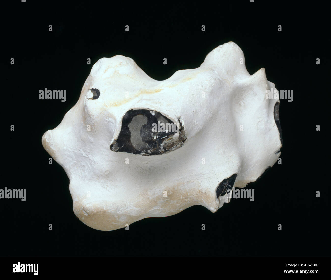 Chert nodule hi-res stock photography and images - Alamy