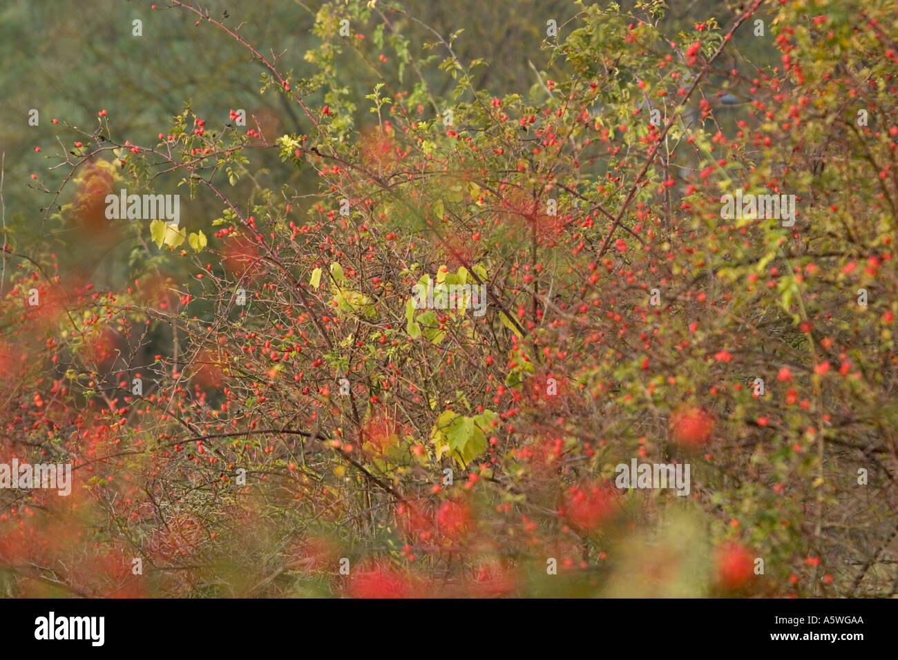 haws of dog rose Rosa canina Germany Stock Photo - Alamy