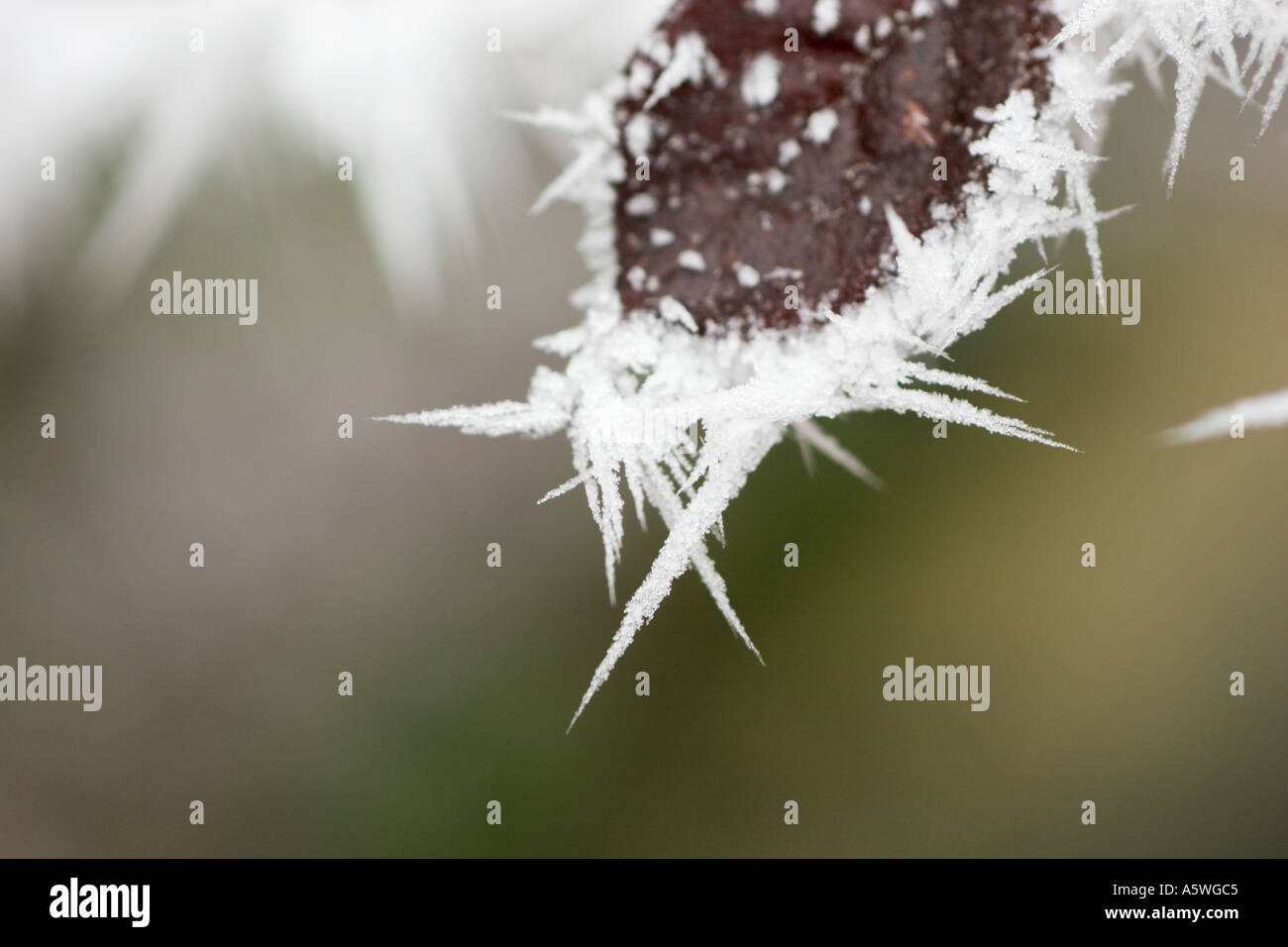 Hoarfrost hi-res stock photography and images - Alamy