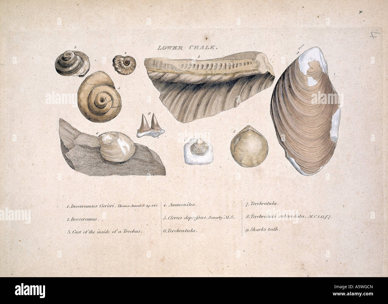 Lower shell hi-res stock photography and images - Alamy
