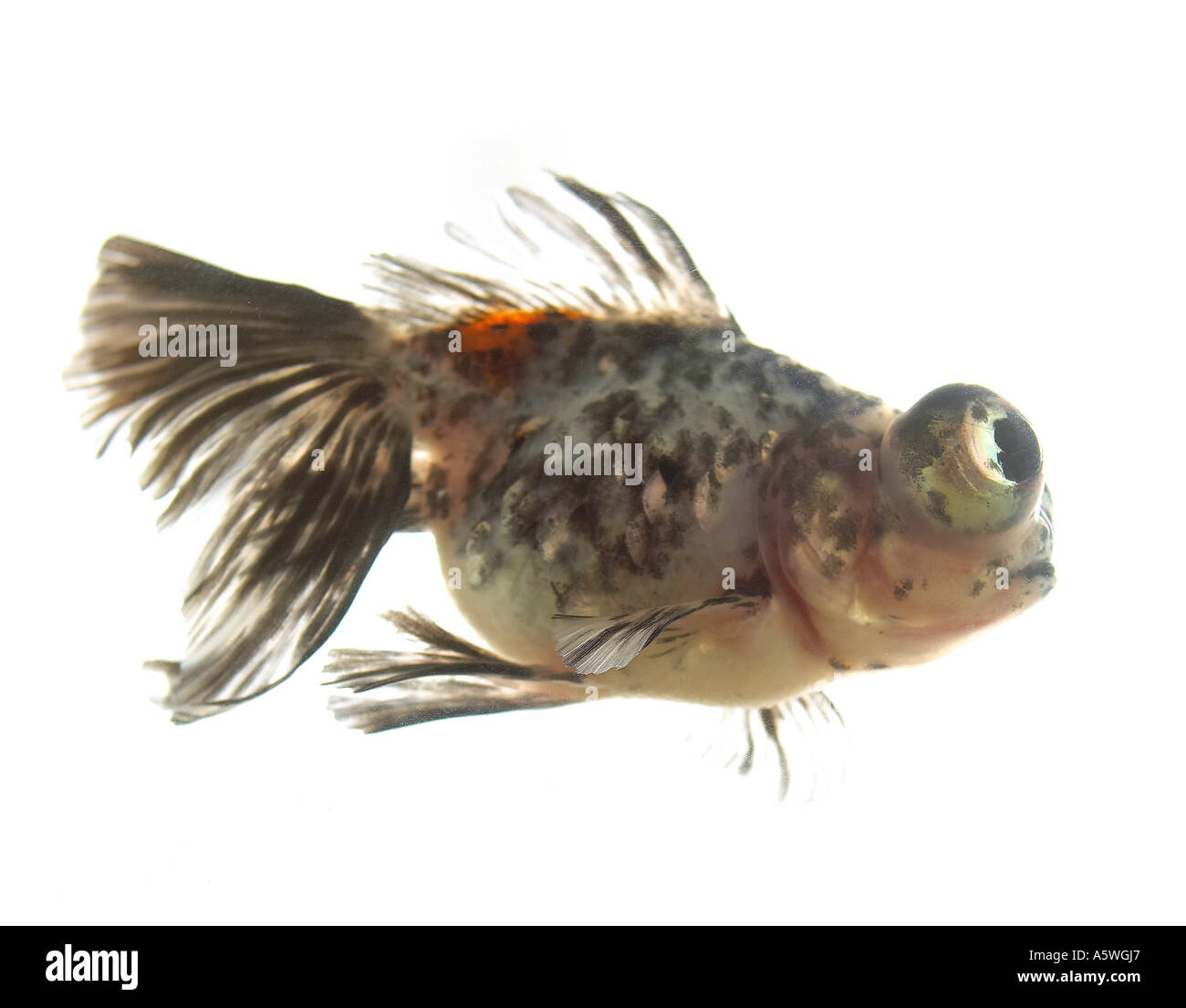 Egypt red sea fish Cut Out Stock Images & Pictures - Alamy