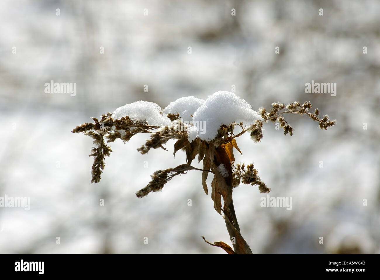 Snow on meadow plant seedhead Stock Photo - Alamy