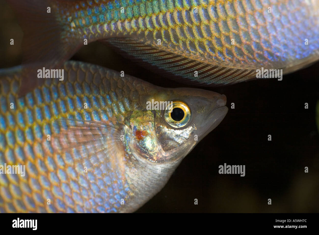 Melanotaenia hi-res stock photography and images - Alamy