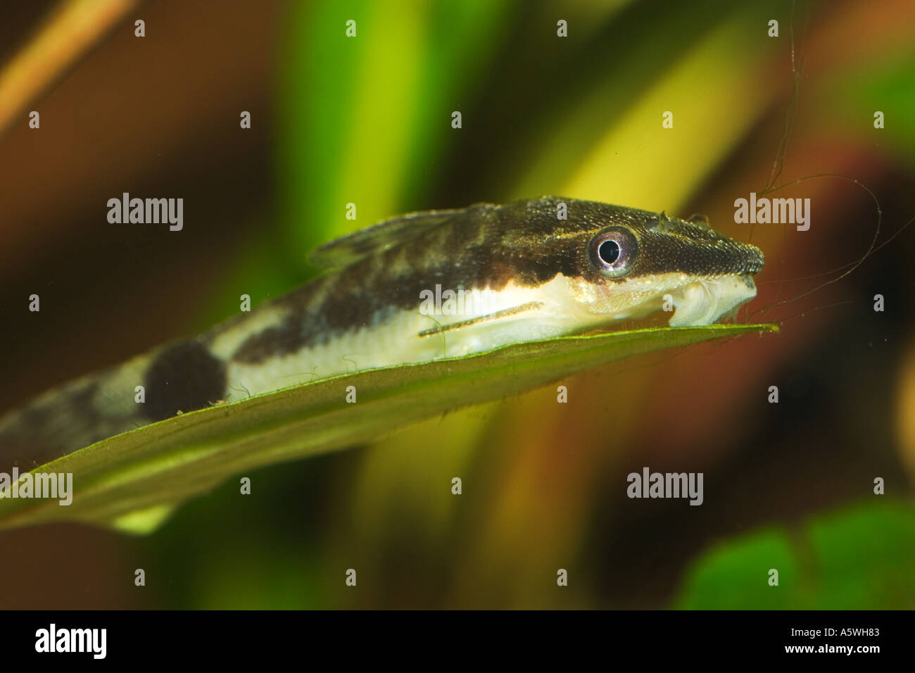Dwarf otocinclus Golden otocinclus Otocinclus affinis Stock Photo - Alamy