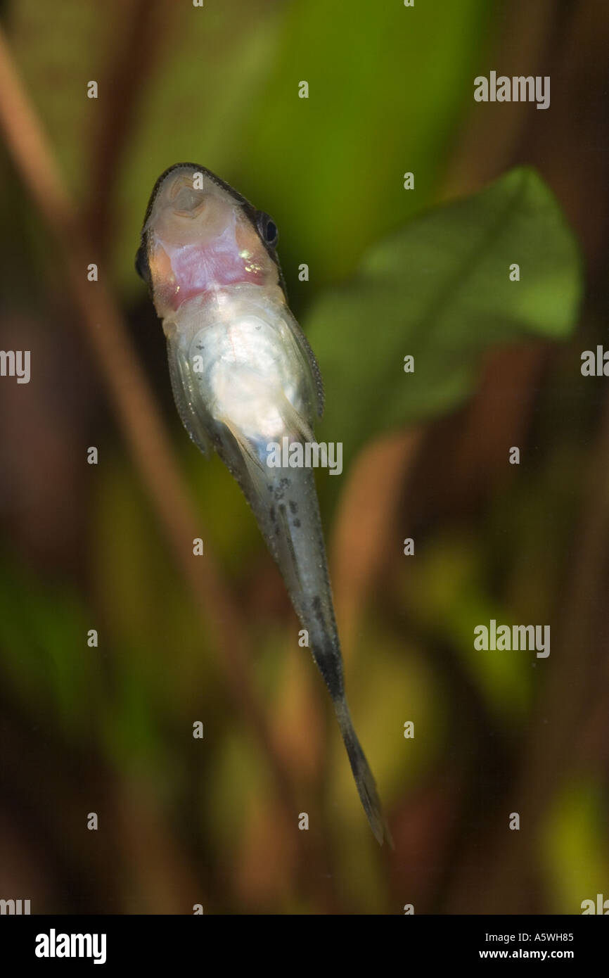 Dwarf otocinclus Golden otocinclus Otocinclus affinis Stock Photo - Alamy