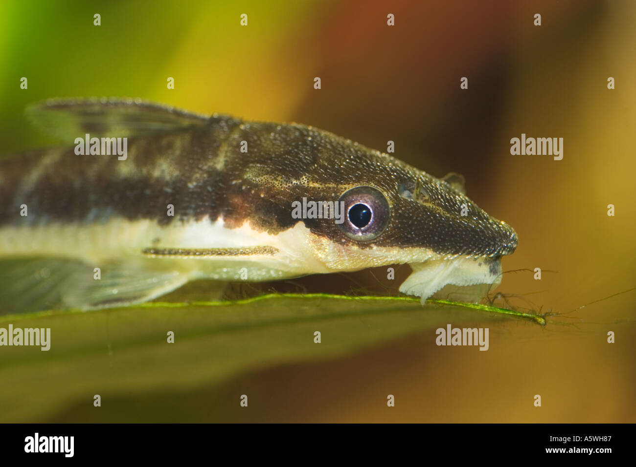 Otocinclus affinis hi-res stock photography and images - Alamy