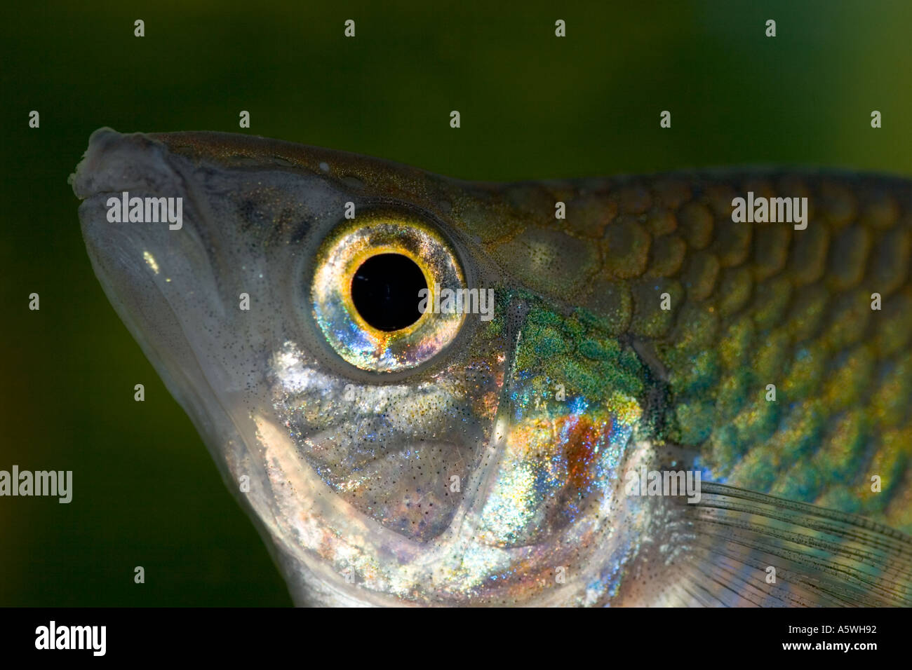 Goyder River Rainbowfish Banded Rainbow Fish Melanotaenia trifasciata ...