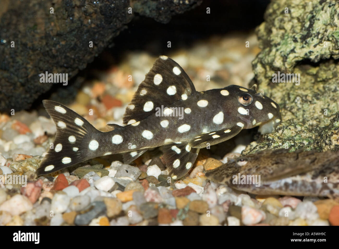 Loricariidae hi-res stock photography and images - Alamy