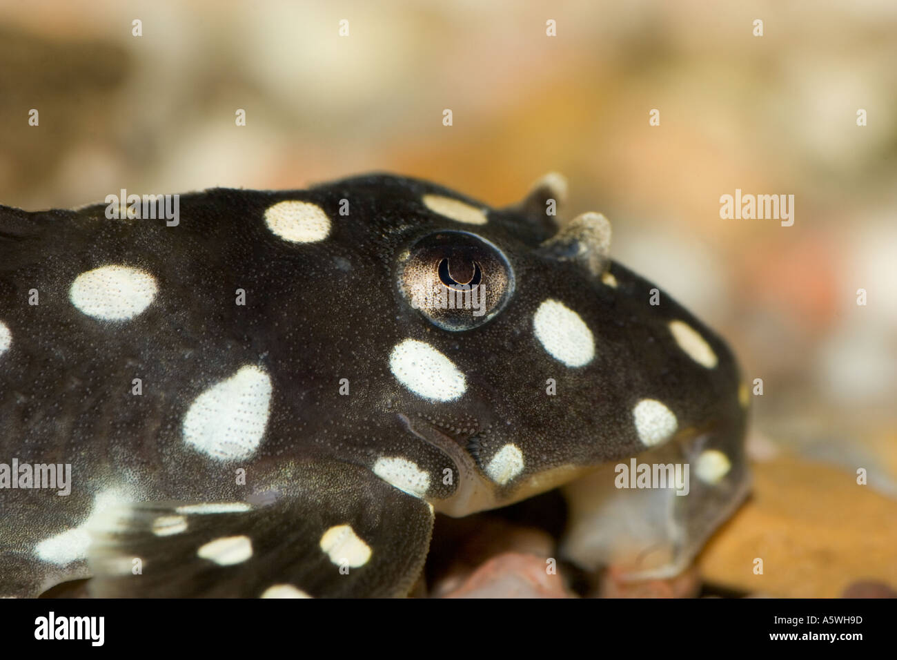 Pleco L368 Scobinancistrus sp Loricariidae Stock Photo - Alamy