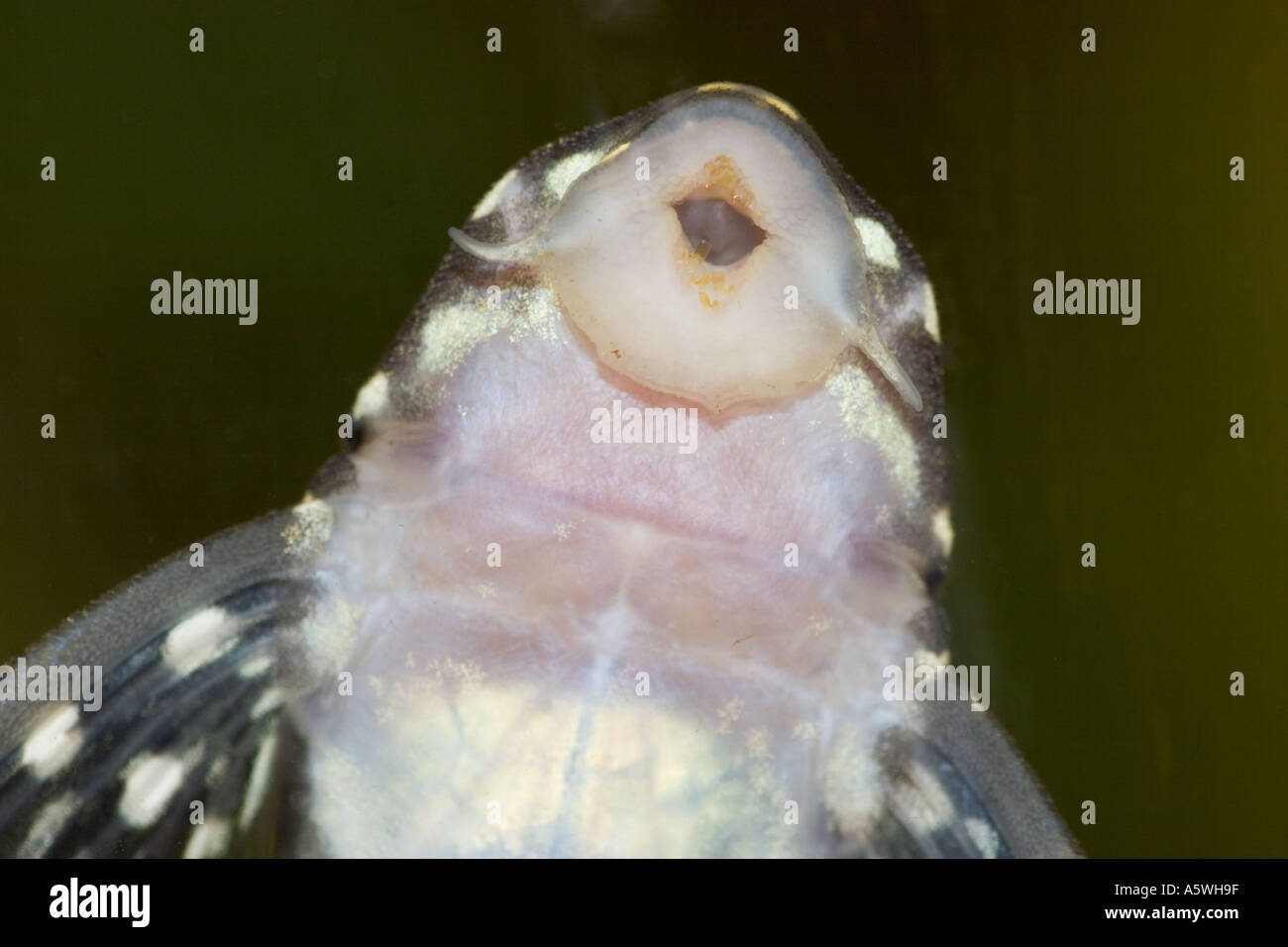 Pleco L368 Scobinancistrus sp Loricariidae Stock Photo - Alamy