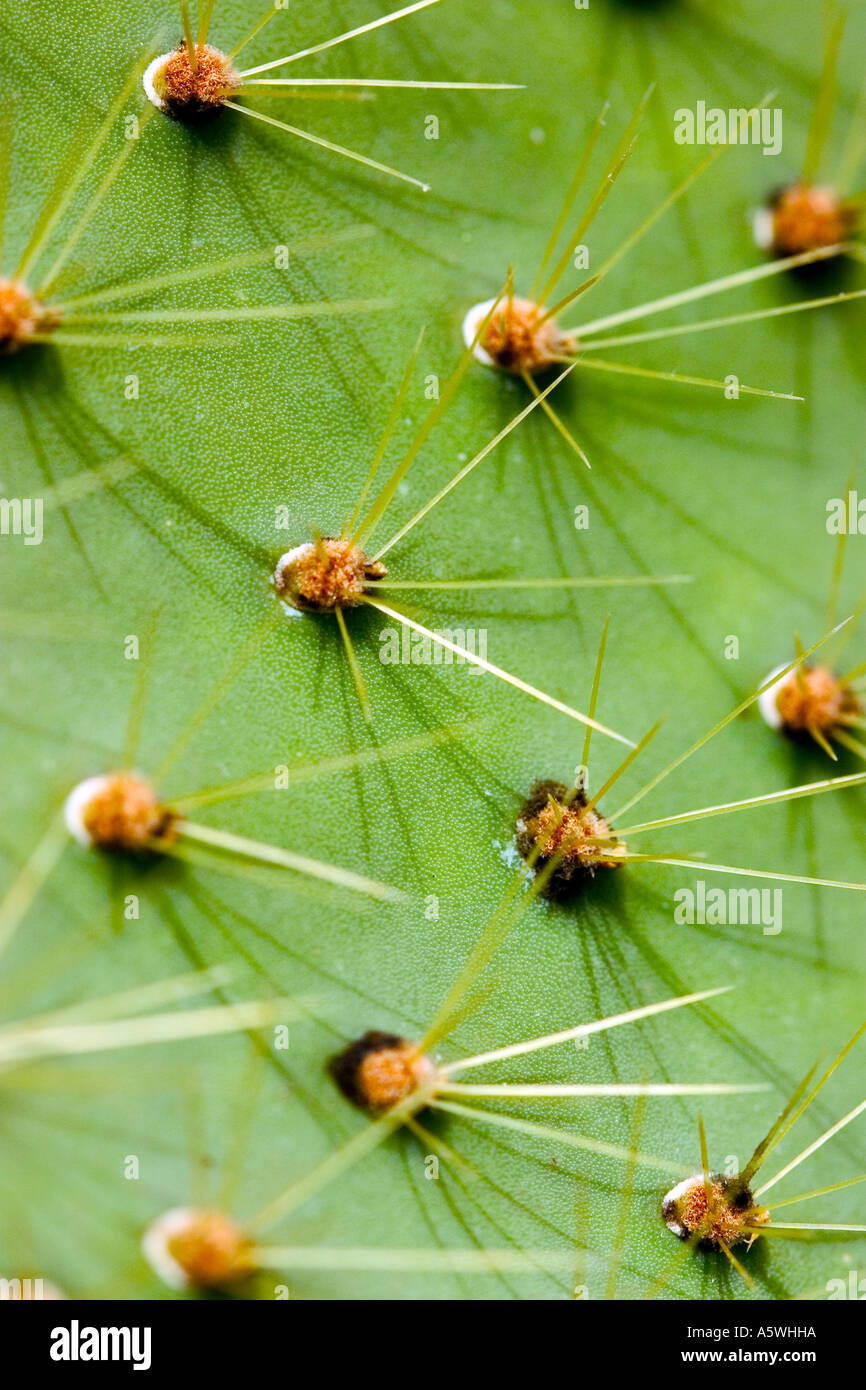Close up shot of cactus spikes Stock Photo - Alamy