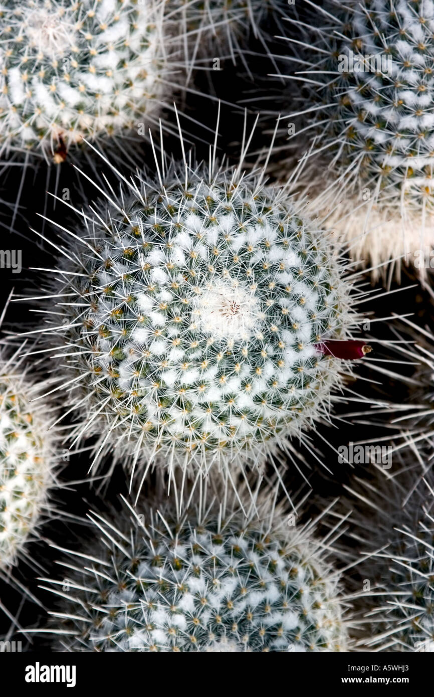 Round spikey cactus hi-res stock photography and images - Alamy