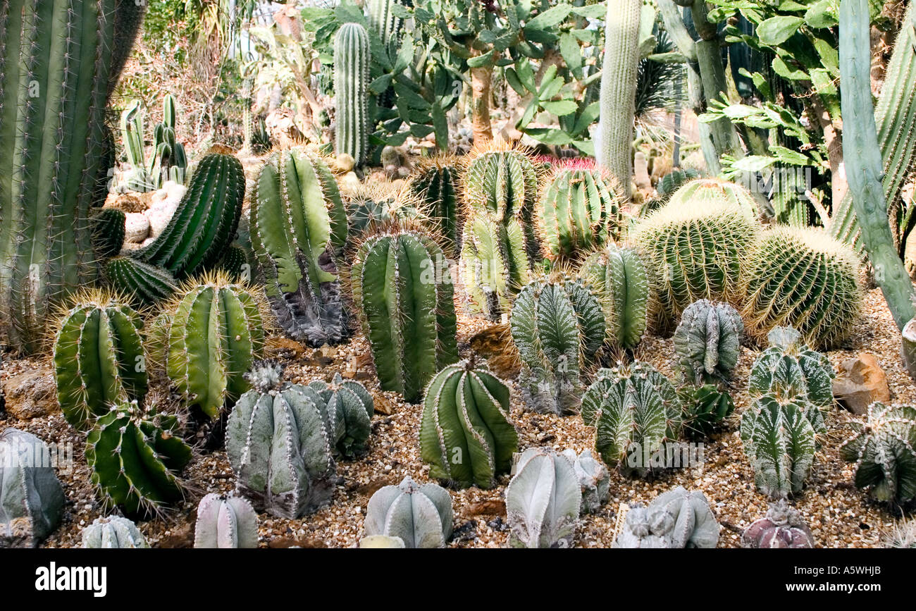 COMMON NAME: Cactus LATIN NAME: Not identified Stock Photo - Alamy