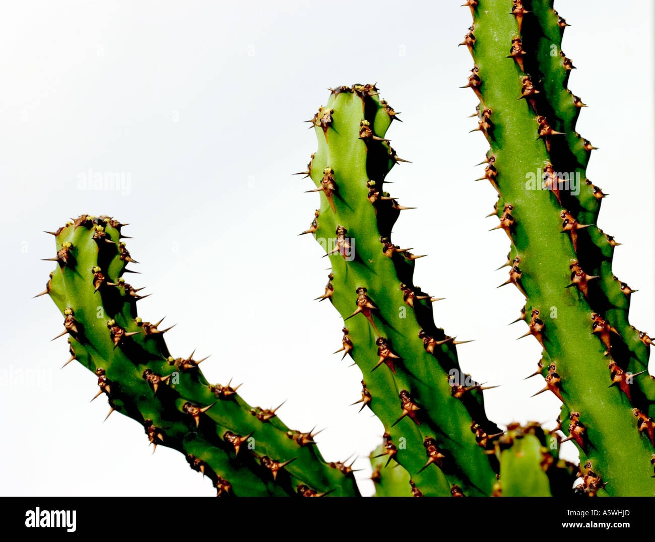 Cacti shot against white background Stock Photo - Alamy