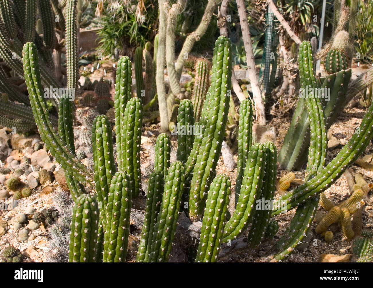 Natural cacti hi-res stock photography and images - Alamy