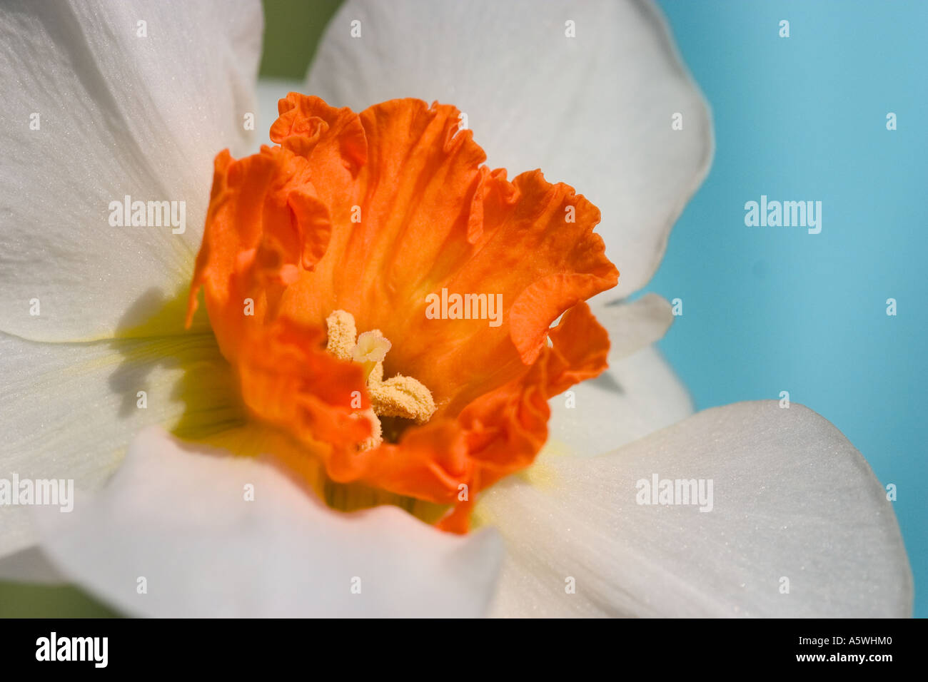 Beauty daffodil hi-res stock photography and images - Alamy