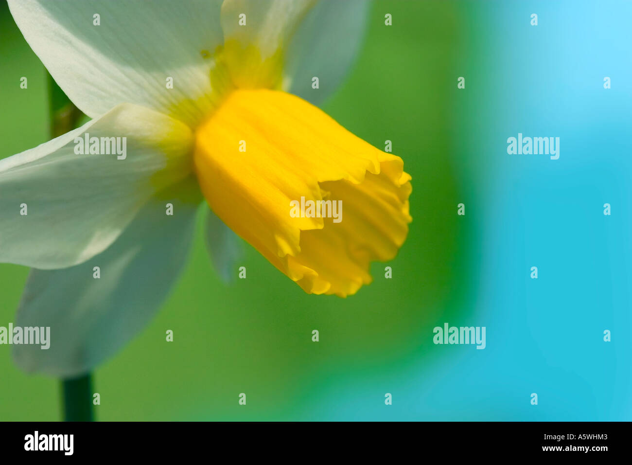 Close up of a single Daffodil Stock Photo - Alamy