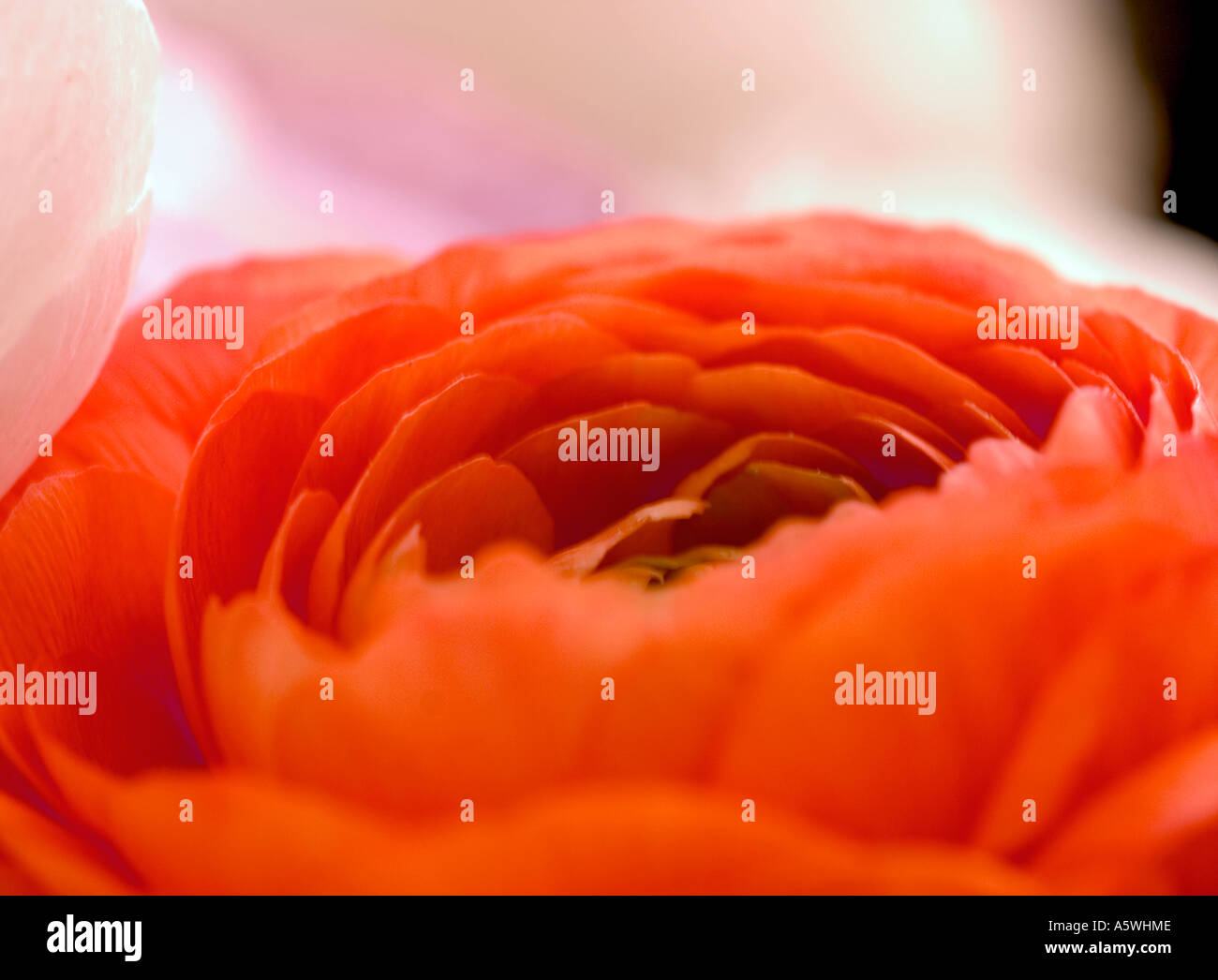 Passion flower heads white background hi-res stock photography and ...