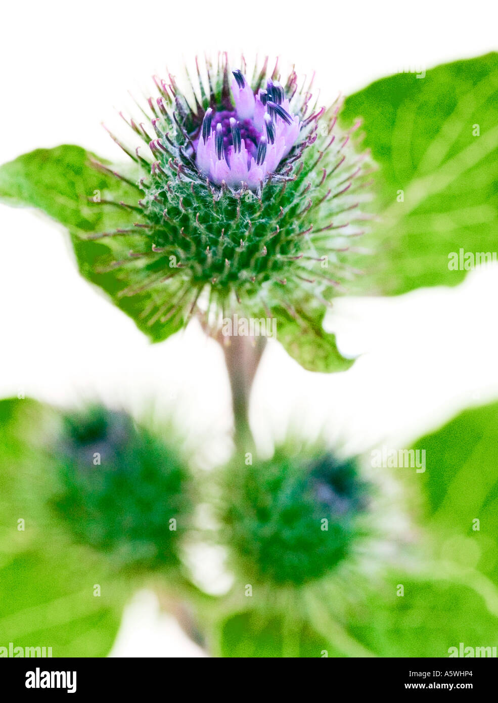 Flowering burdock 'articum iappa' shot with white backgound Stock Photo ...