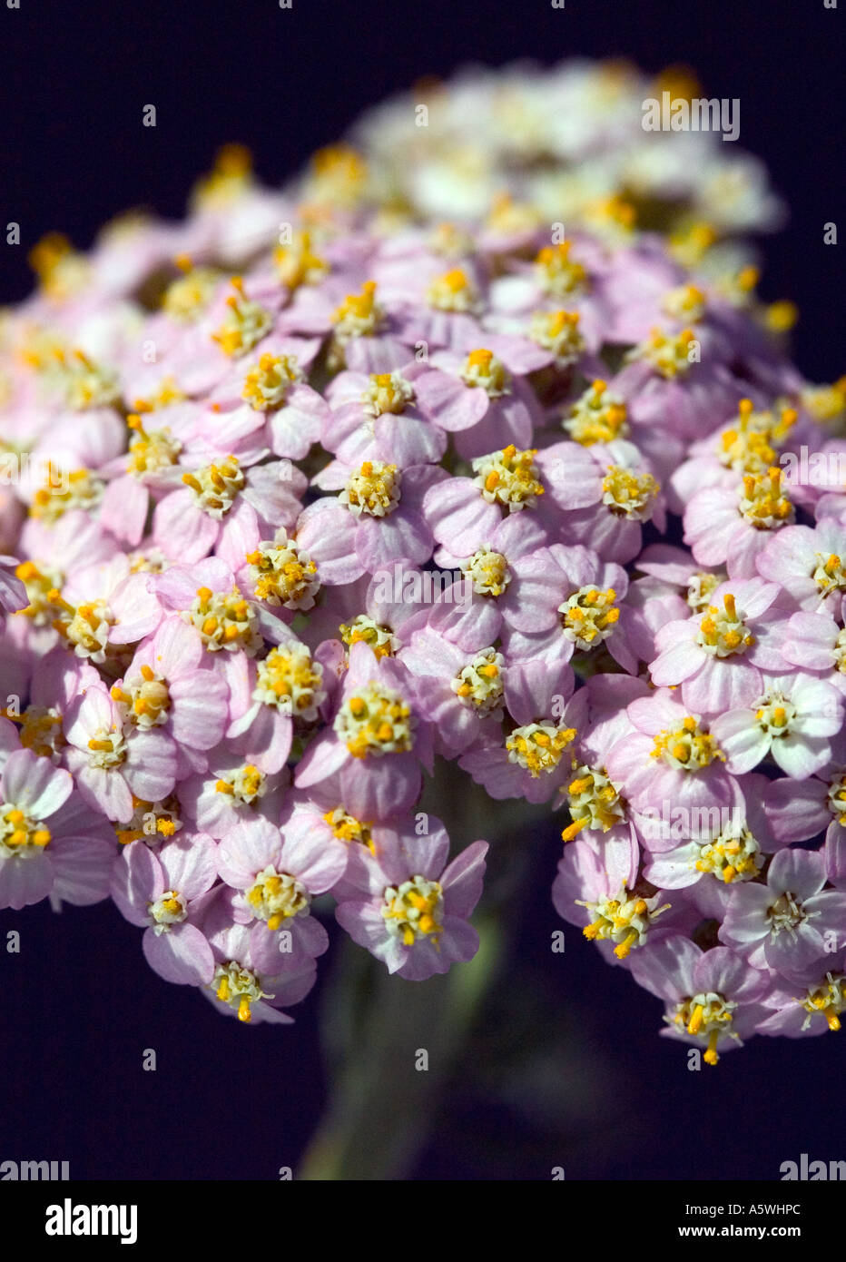 Yarrow details hi-res stock photography and images - Alamy