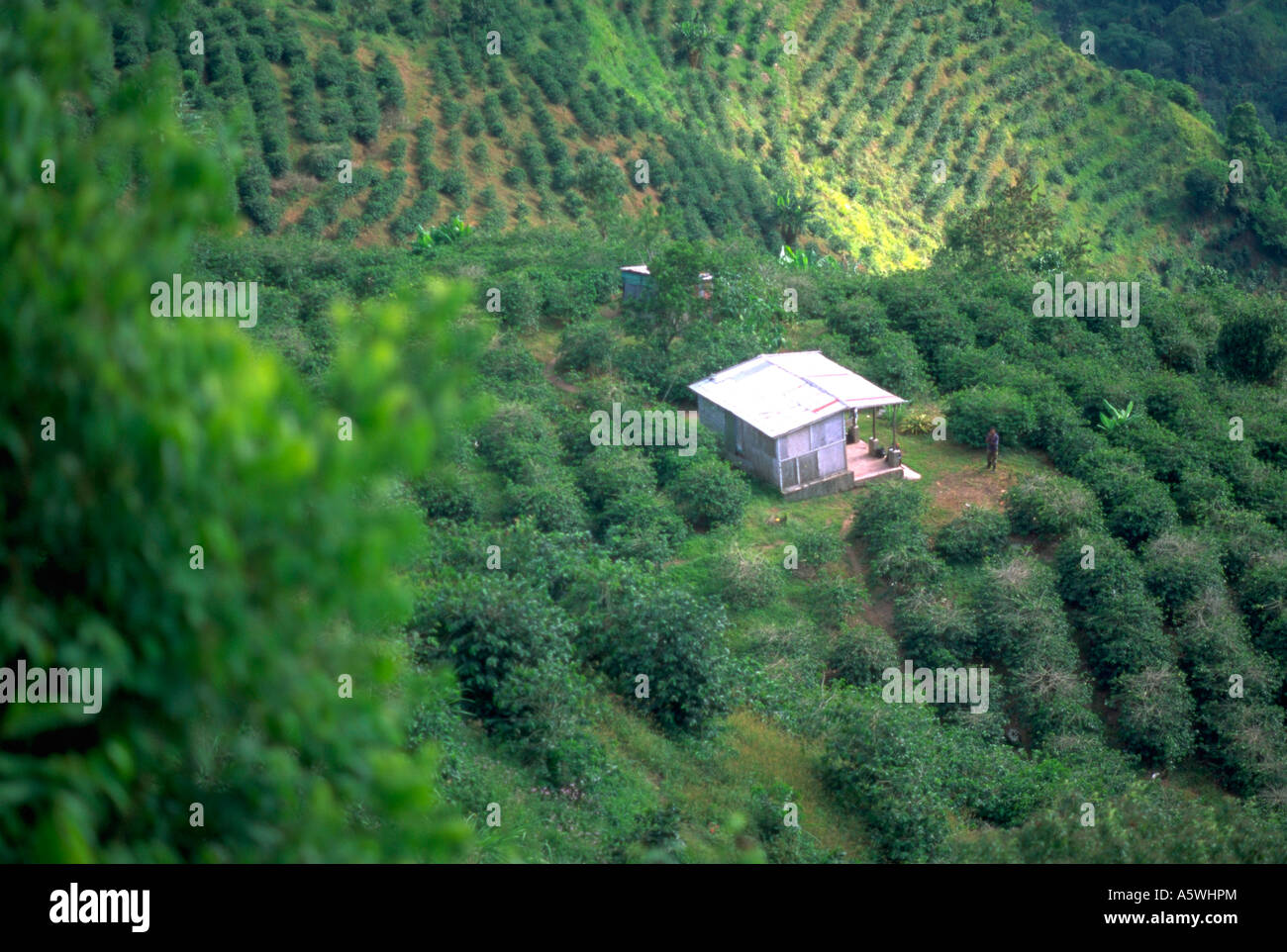 Jamaica farm hi-res stock photography and images - Alamy