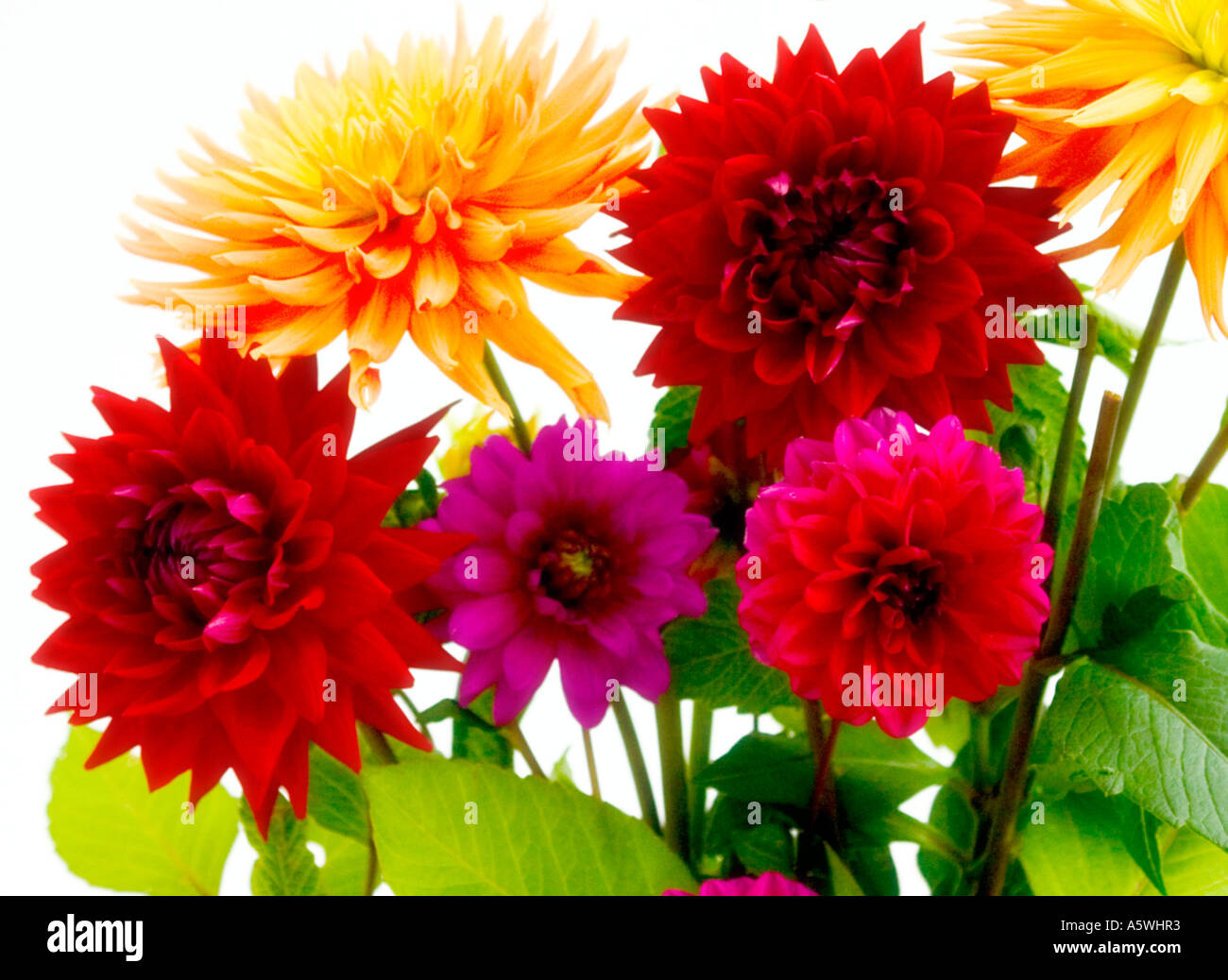 Unusual dahlias hi-res stock photography and images - Alamy