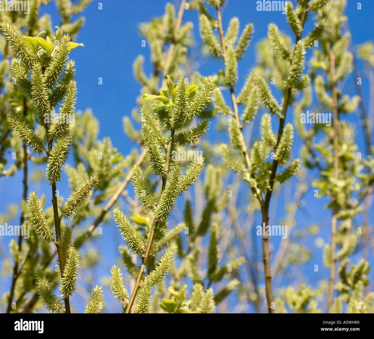 Green spring foliage shot against bright sky blue Stock Photo - Alamy