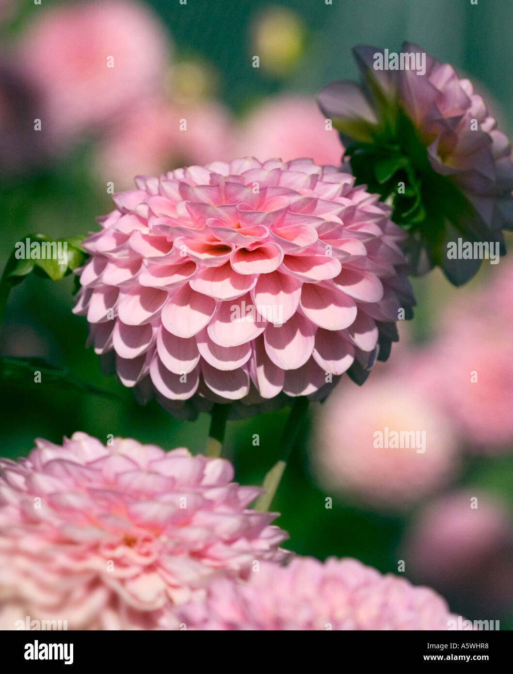 Unusual dahlias hi-res stock photography and images - Alamy