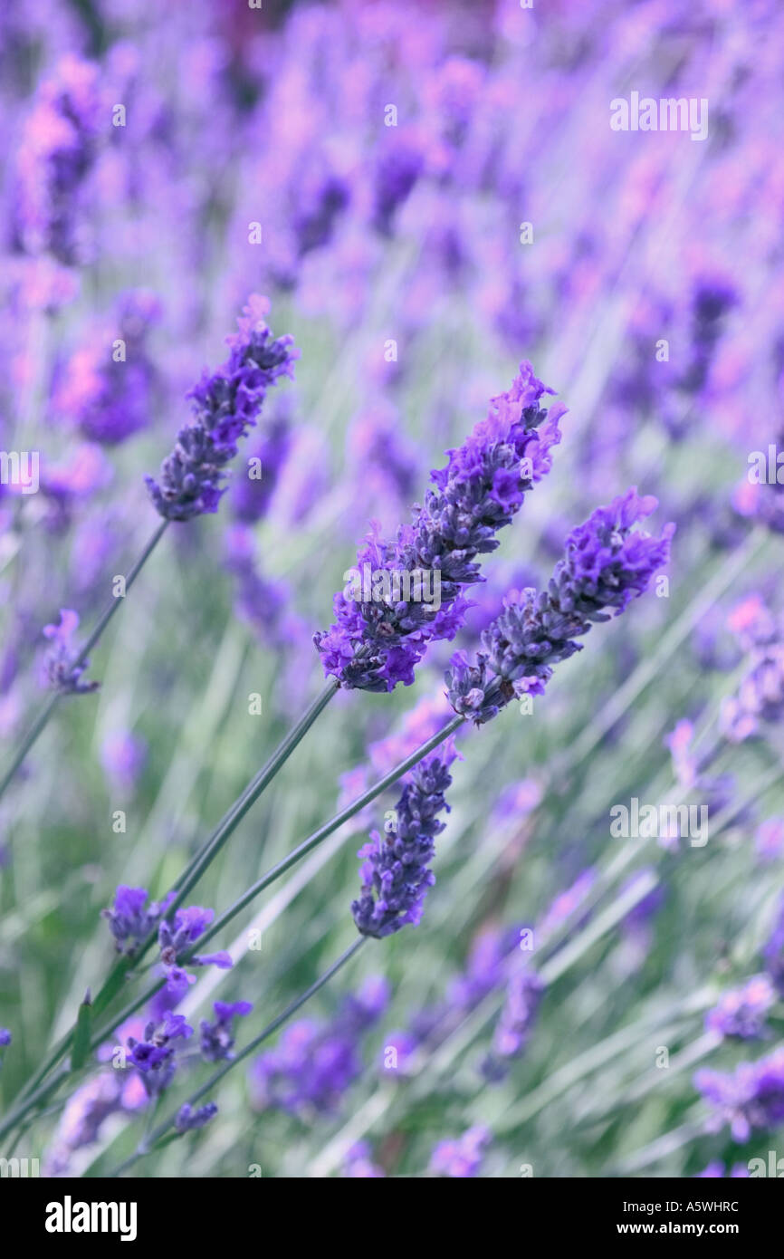 Old english lavender hi-res stock photography and images - Alamy