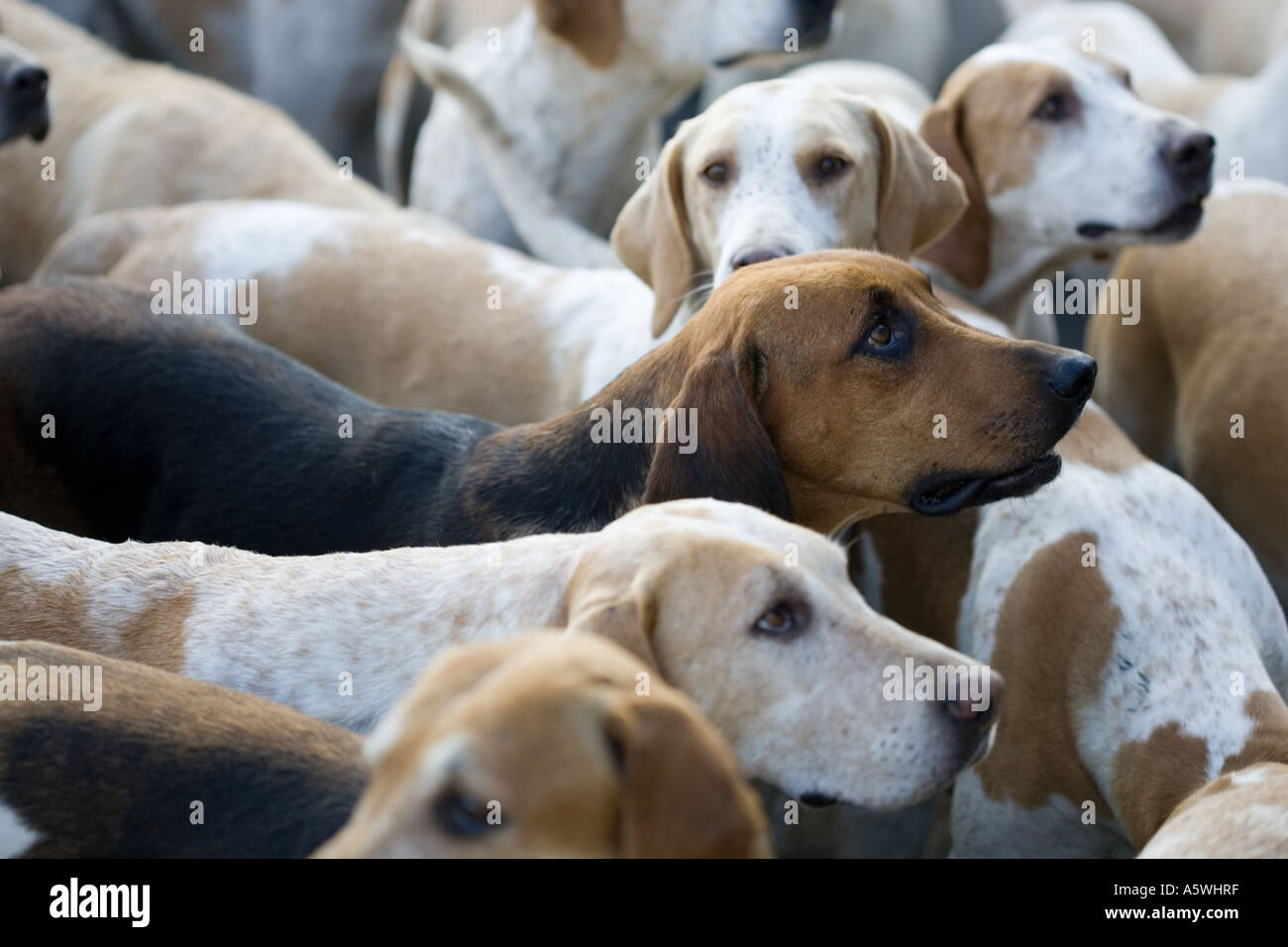 Pack of rural dogs hi-res stock photography and images - Alamy
