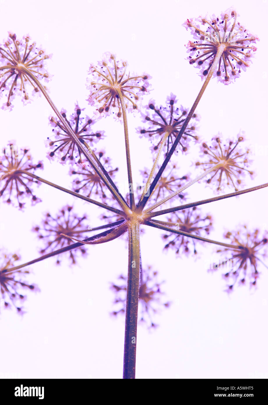 Simple umbel hi-res stock photography and images - Alamy