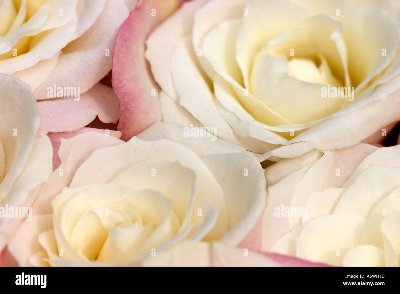 Pink edged rose hi-res stock photography and images - Alamy