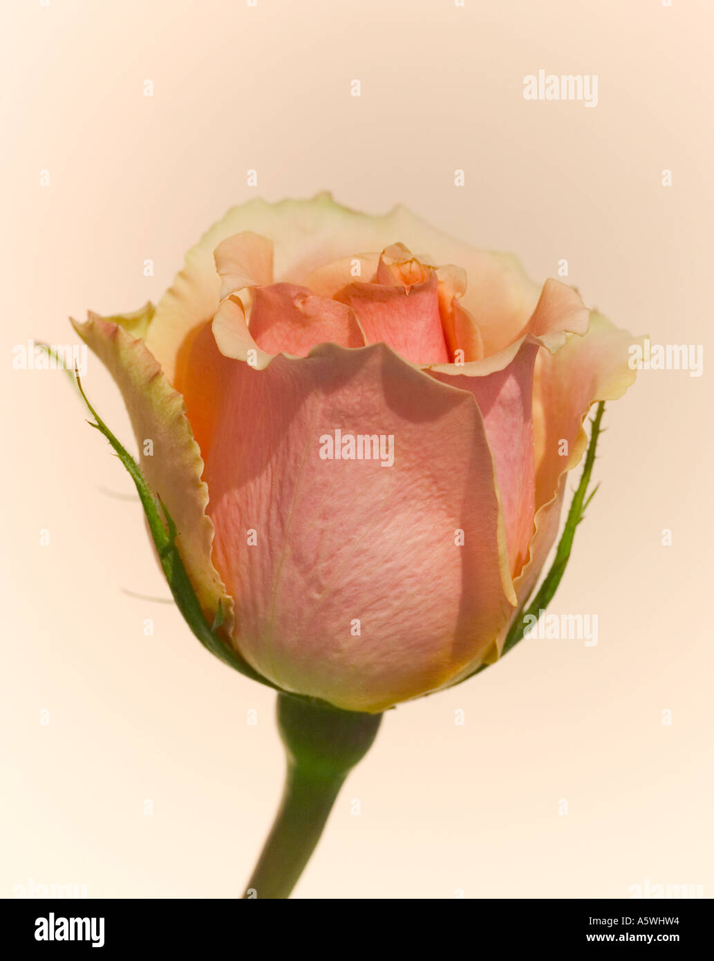 COMMON NAME: Rose LATIN NAME: Rosa - variety not identified Stock Photo ...