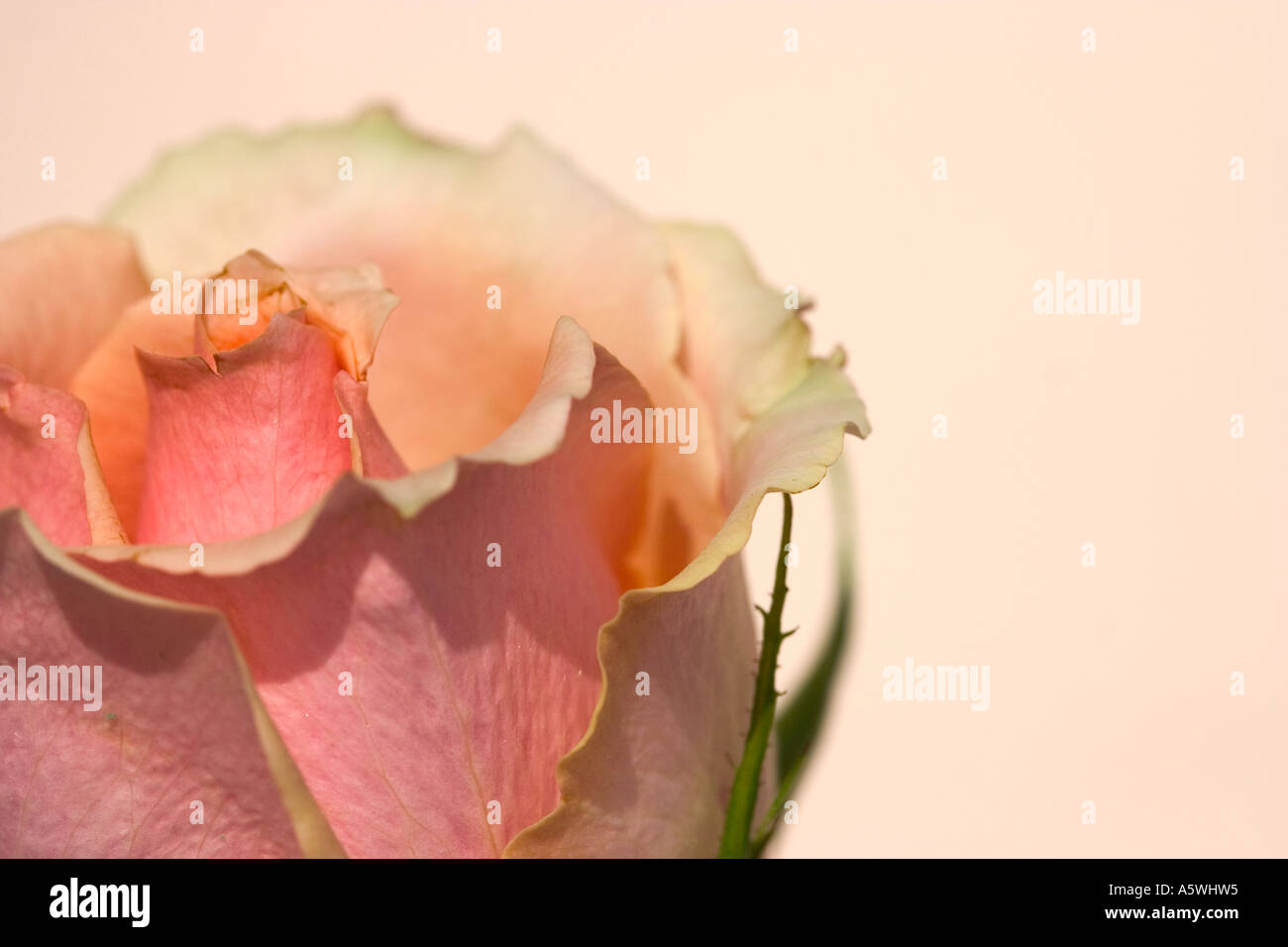Pink rose bud shot against a pink background Stock Photo - Alamy