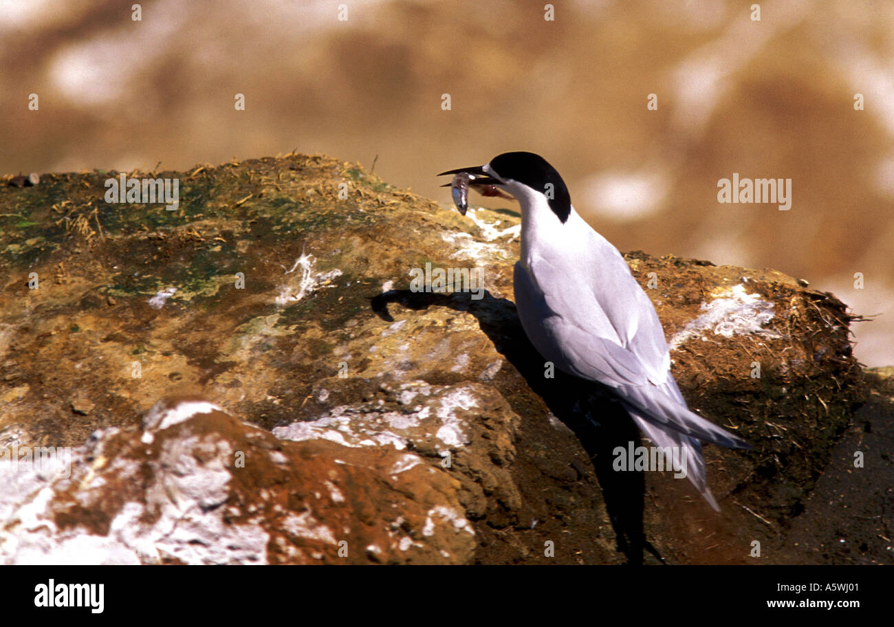 7 fish hi-res stock photography and images - Alamy